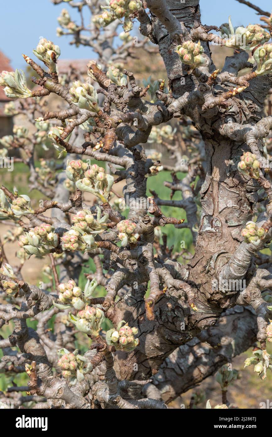 Close up of buds on a pear tree at the budburst growth stage Stock ...