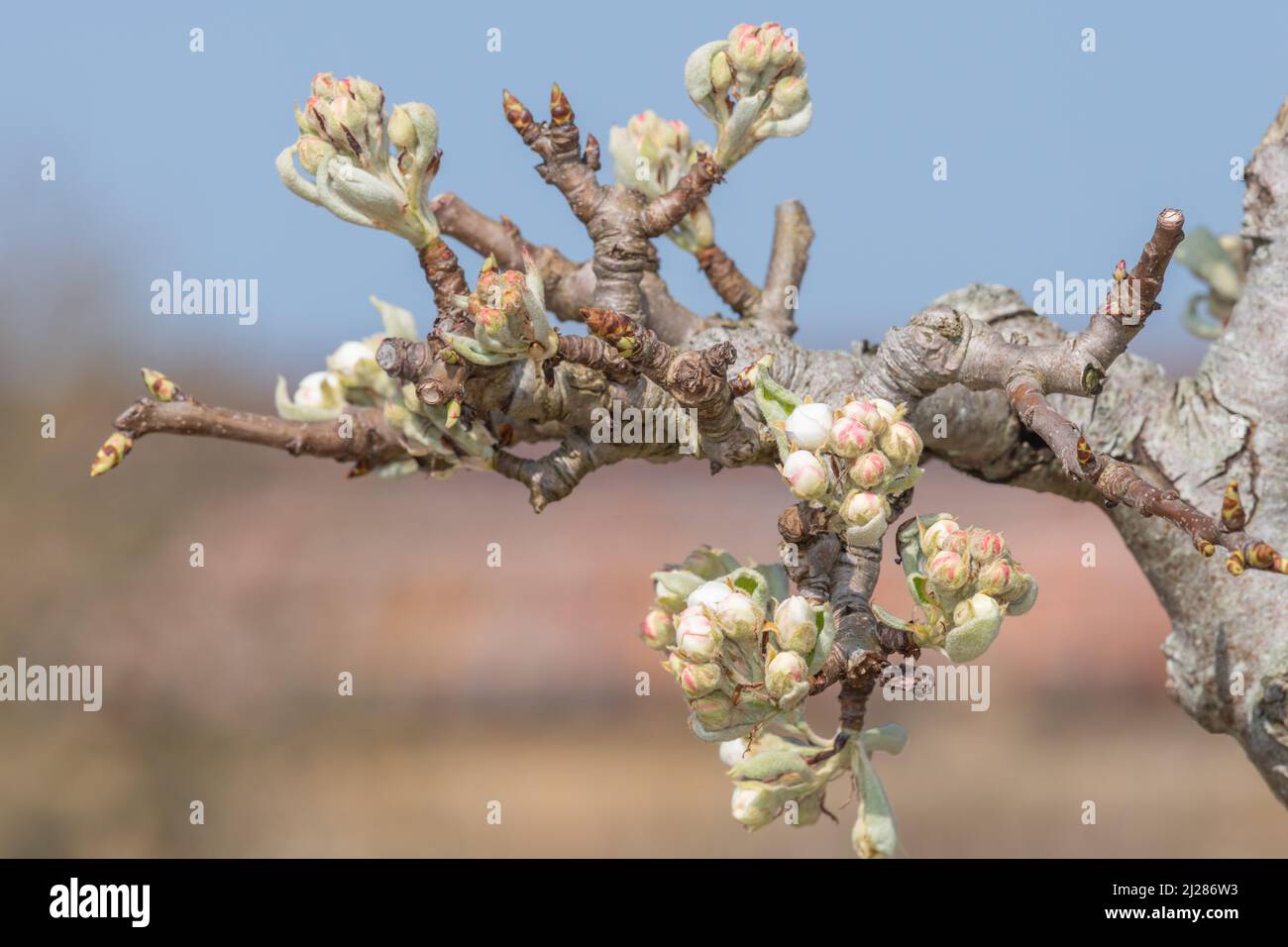 Close up of buds on a pear tree at the budburst growth stage Stock ...