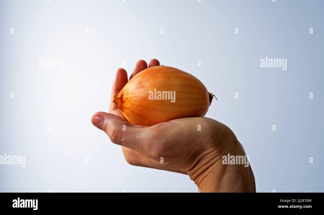 Onion on hand in a bright background Stock Photo - Alamy
