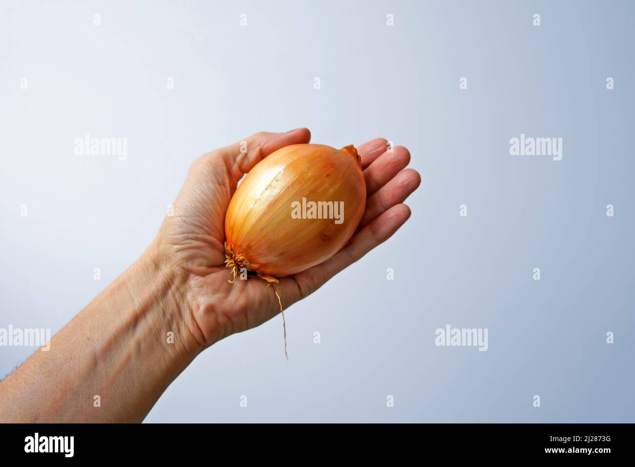 Onion on hand in a bright background Stock Photo - Alamy