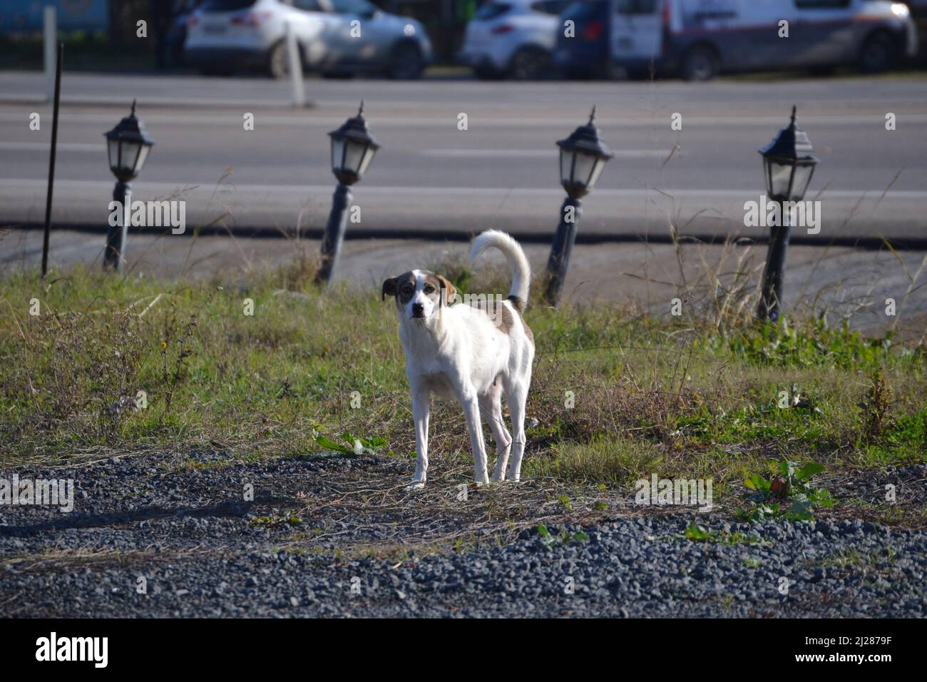 White stray dog hi-res stock photography and images - Alamy