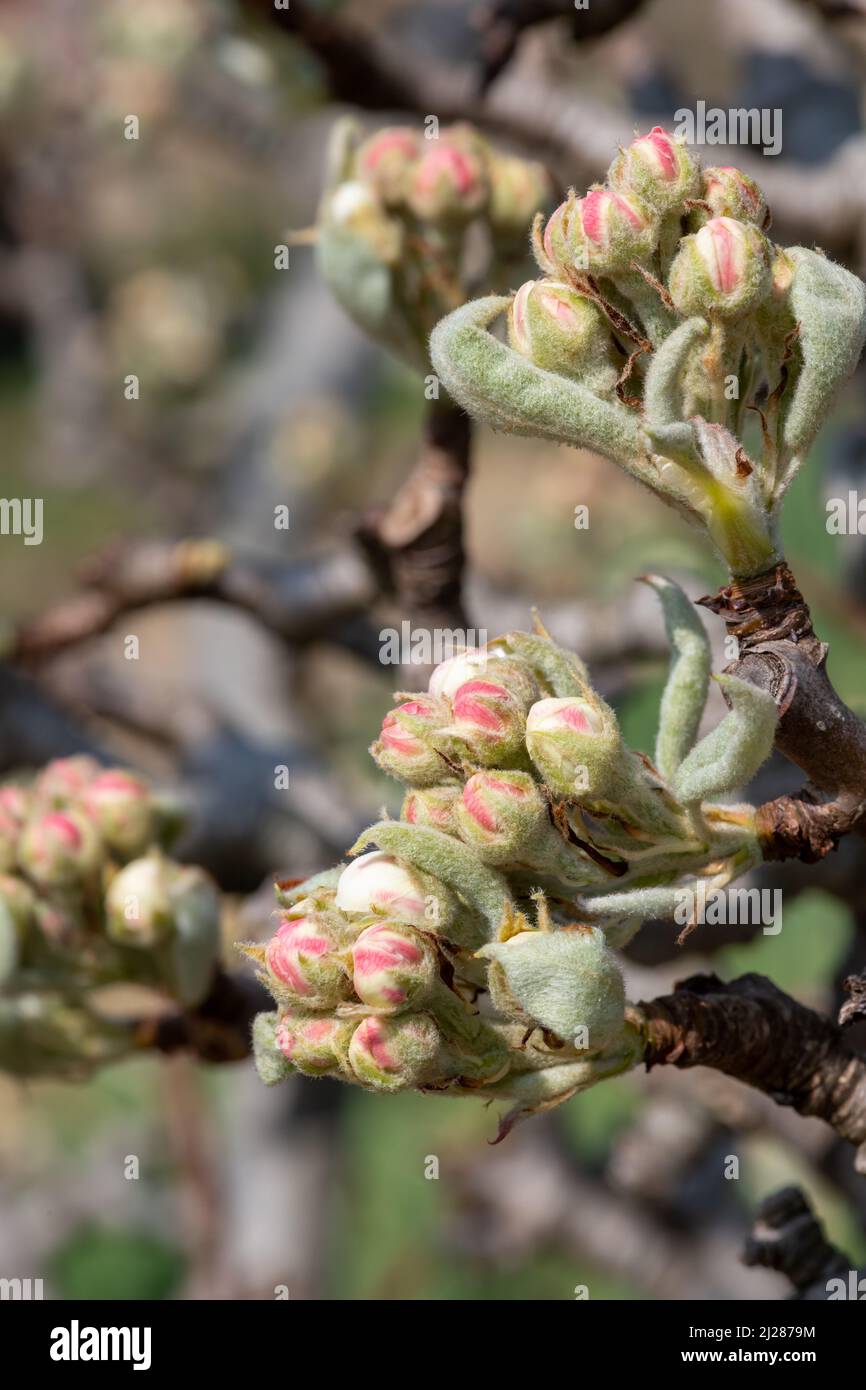 Close up of buds on a pear tree at the budburst growth stage Stock ...