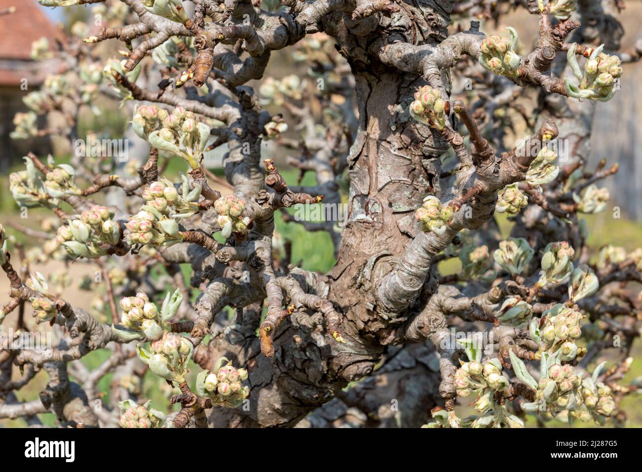 Close up of buds on a pear tree at the budburst growth stage Stock ...