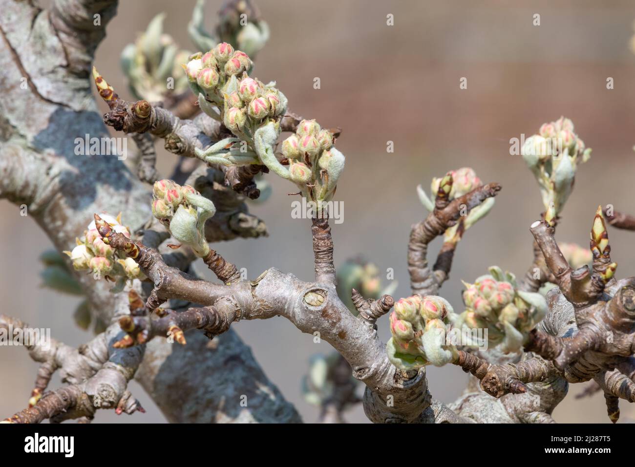 Close up of buds on a pear tree at the budburst growth stage Stock ...