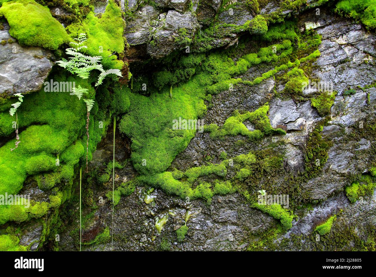 Rainy day in the mountains hi-res stock photography and images - Alamy