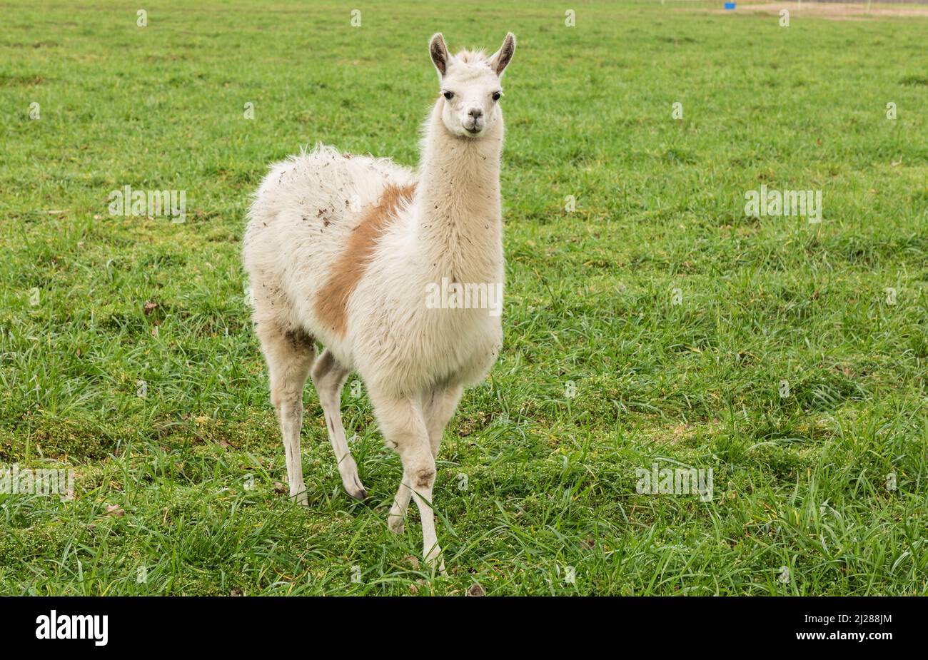 A closeup of a cute Alpaca in the grassy field during the daytime Stock ...
