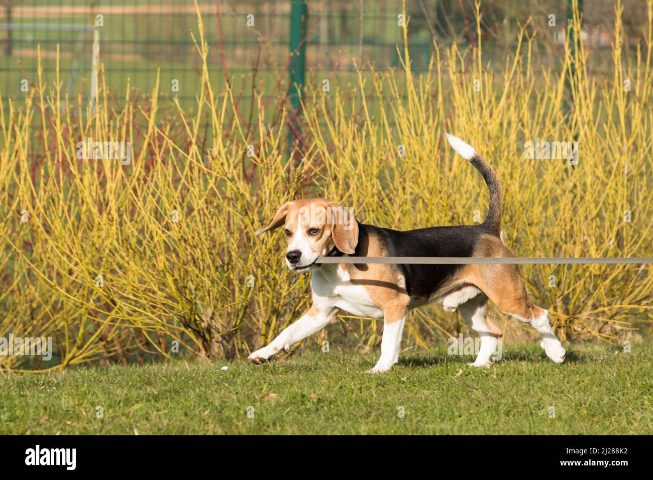 A cute beagle dog pulling the leash with teeth in the garden on a sunny ...