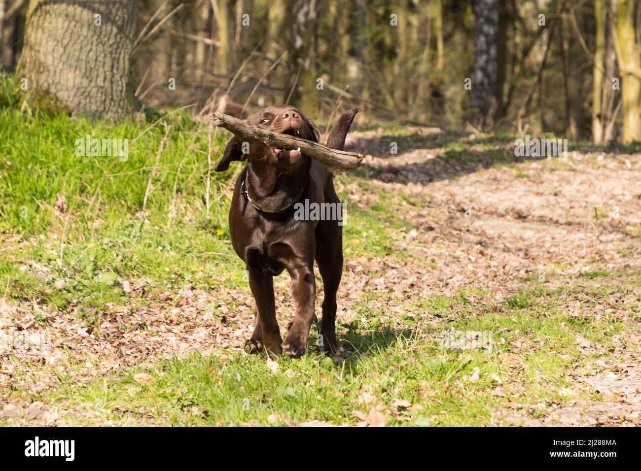 A Labrador carrying a piece of wood in the forest on a sunny day Stock ...