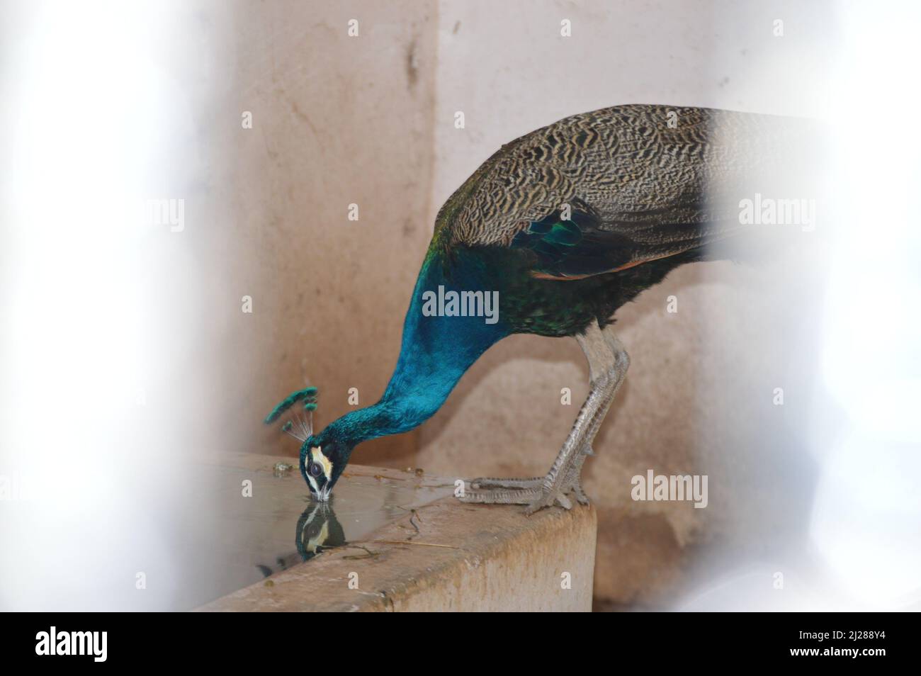Bird peacock drinking water hi-res stock photography and images - Alamy