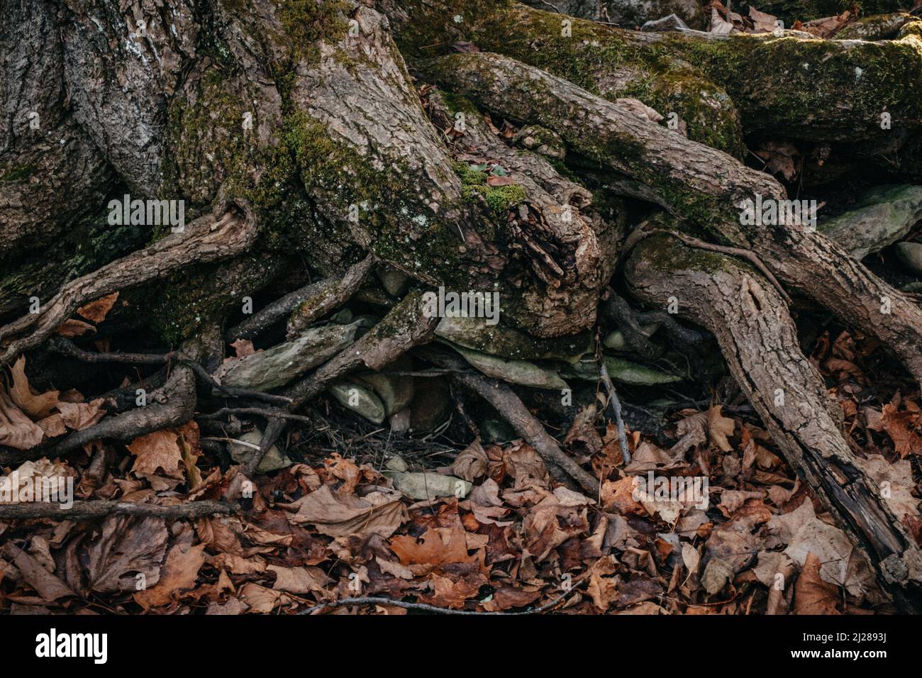 A closeup of knotted tree roots at Thacher State Park, Upstate New York ...