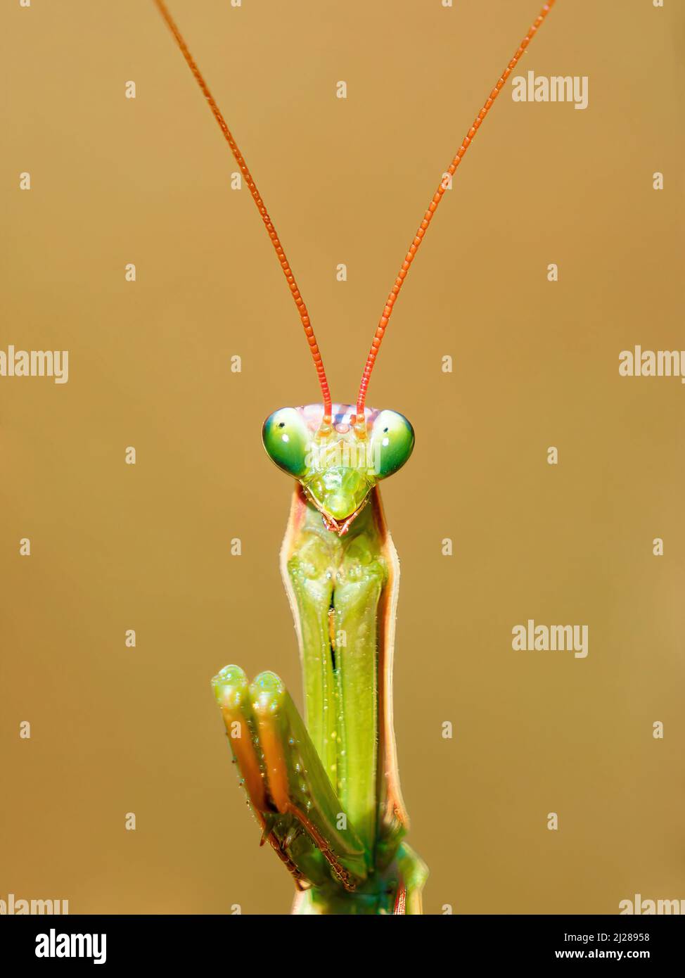 portrait of a mantis Stock Photo - Alamy