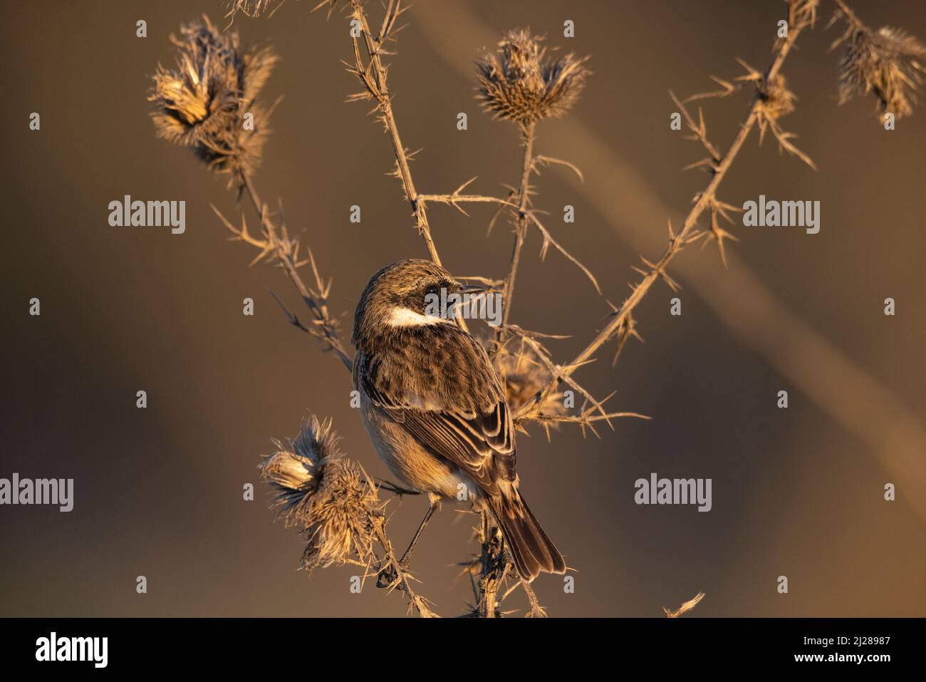 The European stonechat male (Saxicola rubicola Stock Photo - Alamy