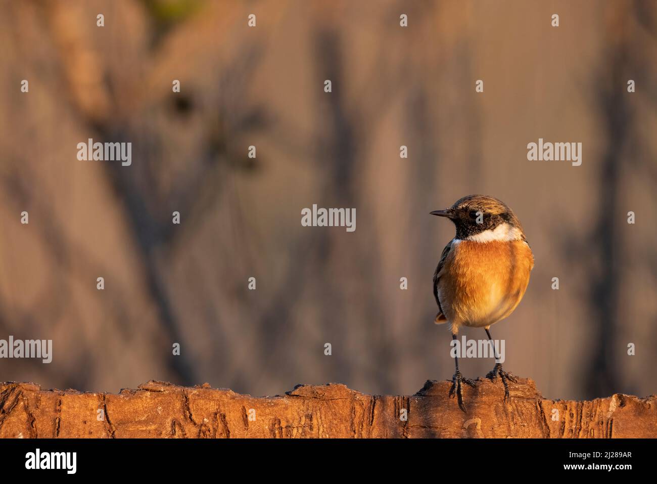 The European stonechat male (Saxicola rubicola Stock Photo - Alamy
