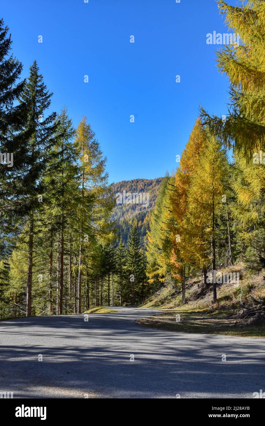 Herbst, Wald, Baum, Bäume, Lärche, Lärchen, Blätter, Nadeln, verfärben, Farbe, Herbstfarben ...