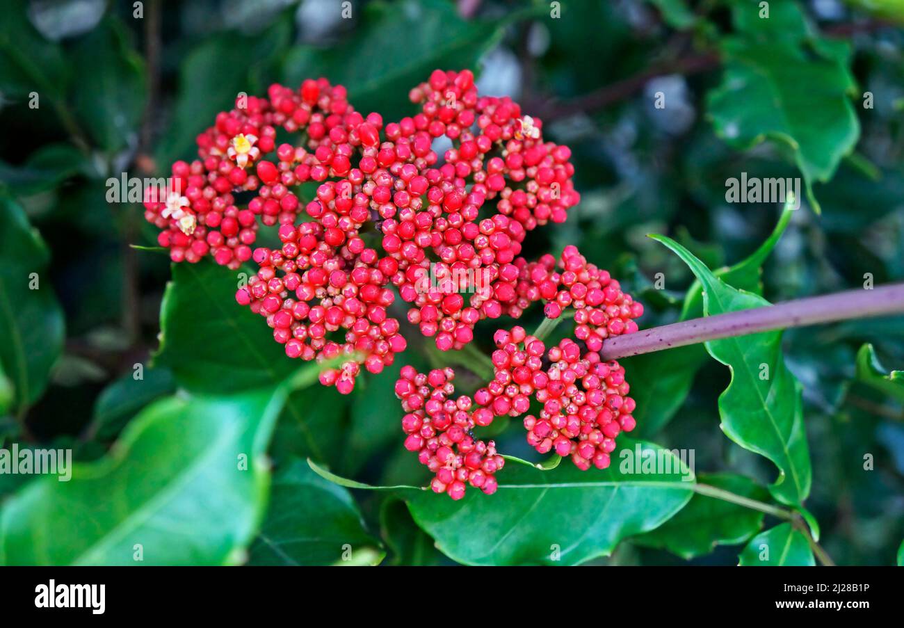 Red leea leea coccinea hi-res stock photography and images - Alamy