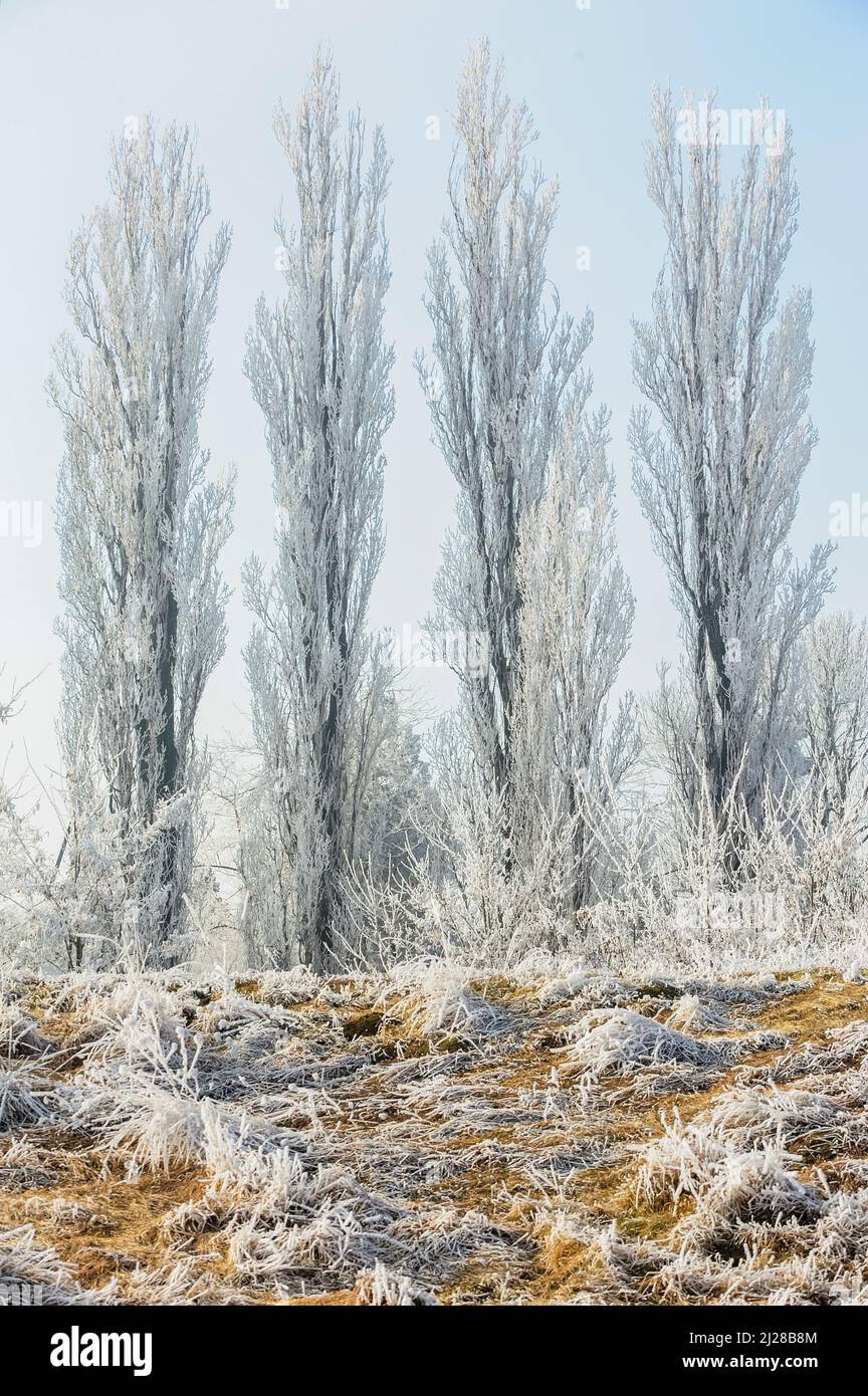 A vertical infrared filter image of four tall trees in a park under the ...