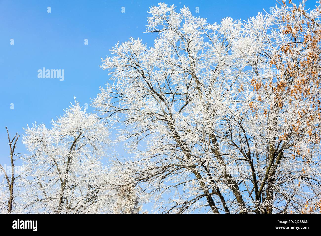 An infrared filter image of trees in a park under the sunlight and the ...