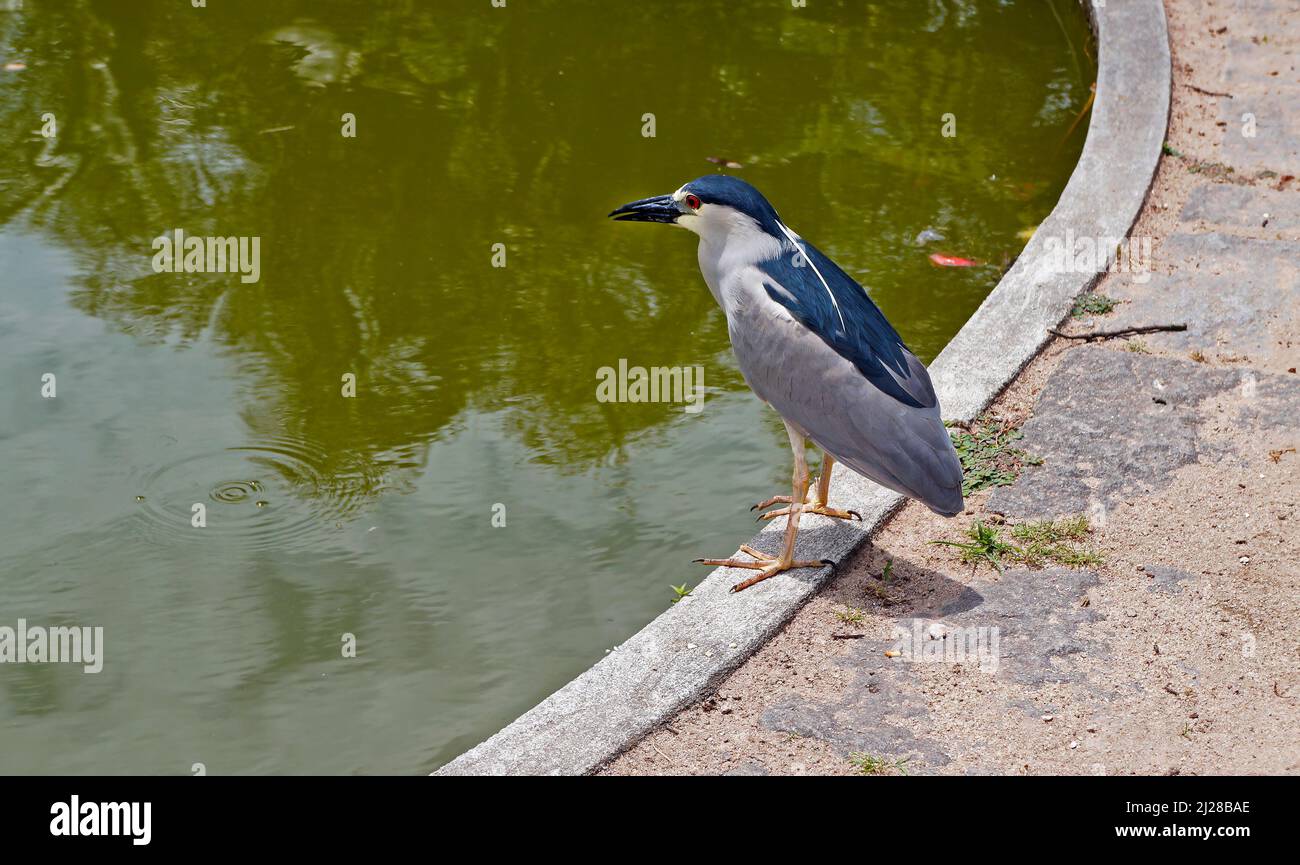Black-crowned night heron (Nycticorax nycticorax Stock Photo - Alamy