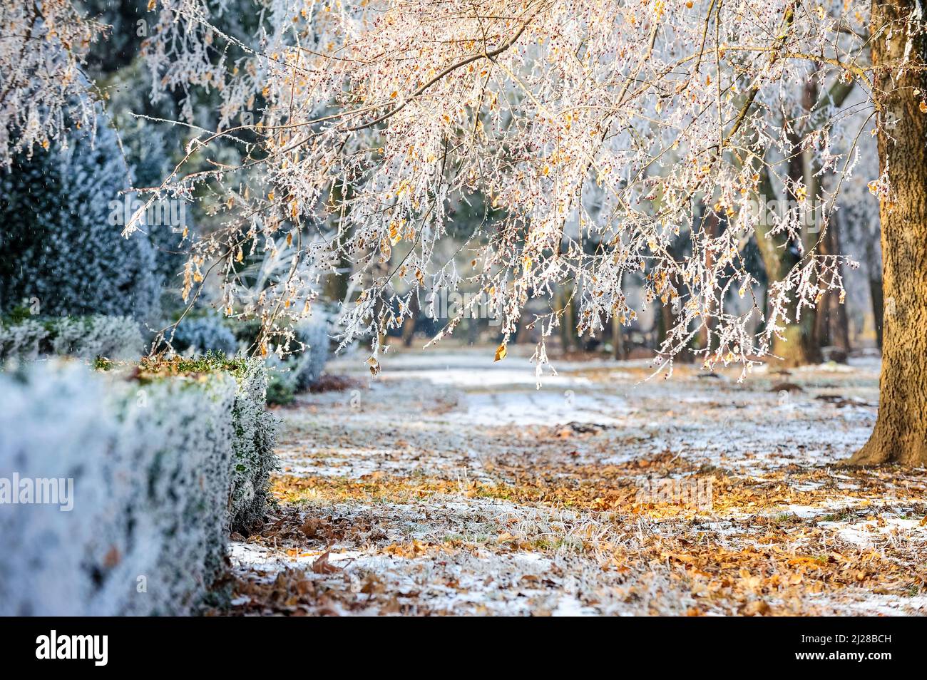 An infrared filter image of trees and the ground covered in a park ...