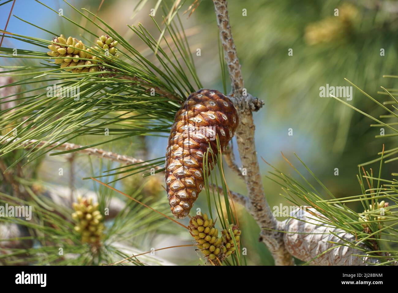 Pine cone buds hi-res stock photography and images - Alamy