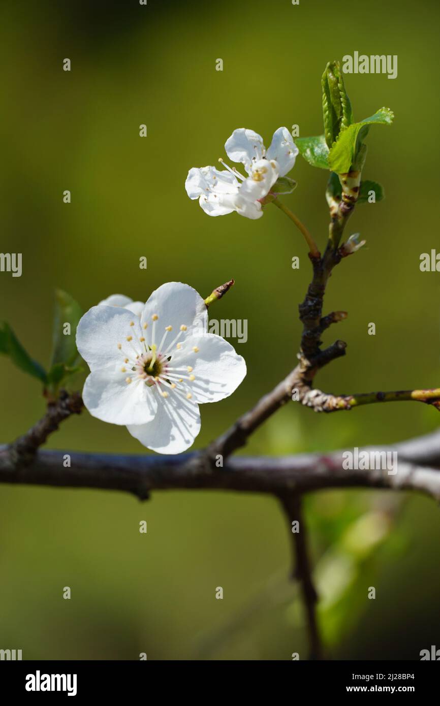 Fruits Tree Wallpaper