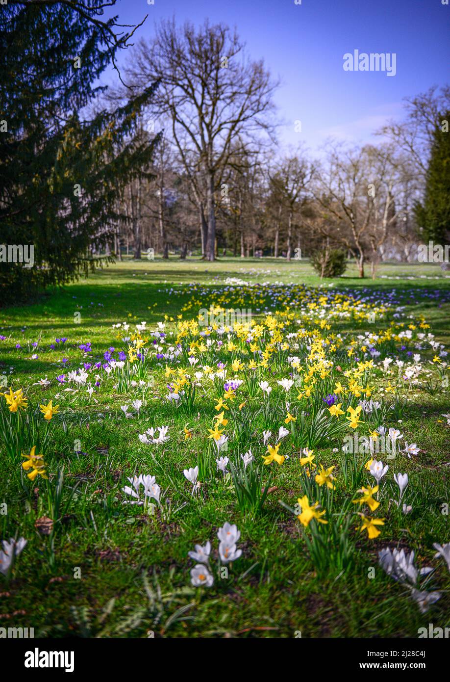 A vertical of Crocus and Daffodil flowers growing on the meadow against ...