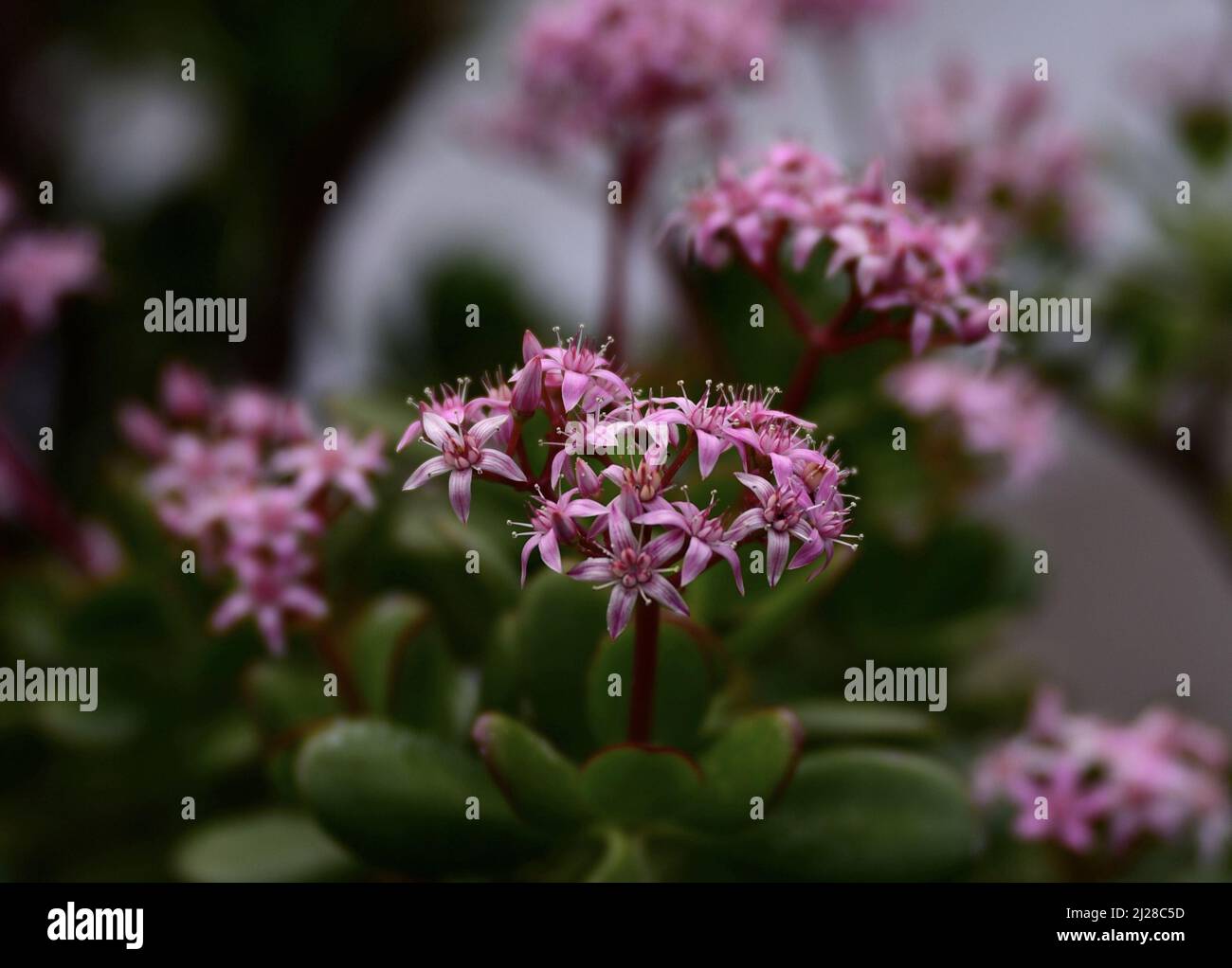 A closeup of the blooming Jade plants with purple flowers on a blurry ...