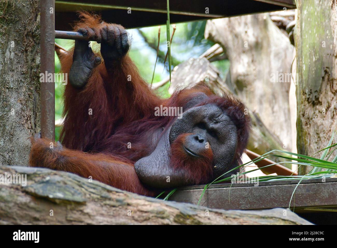 Bornean orangutan male hi-res stock photography and images - Alamy