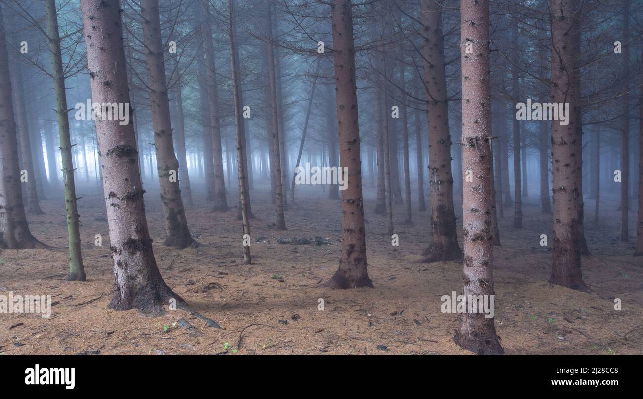 A photo of tall tree trunks Stock Photo - Alamy