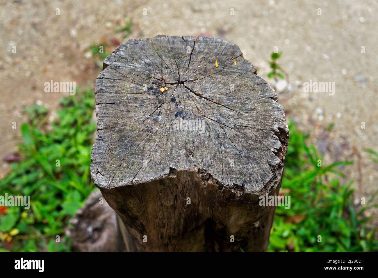 Cut tree trunk on tropical rainforest Stock Photo - Alamy
