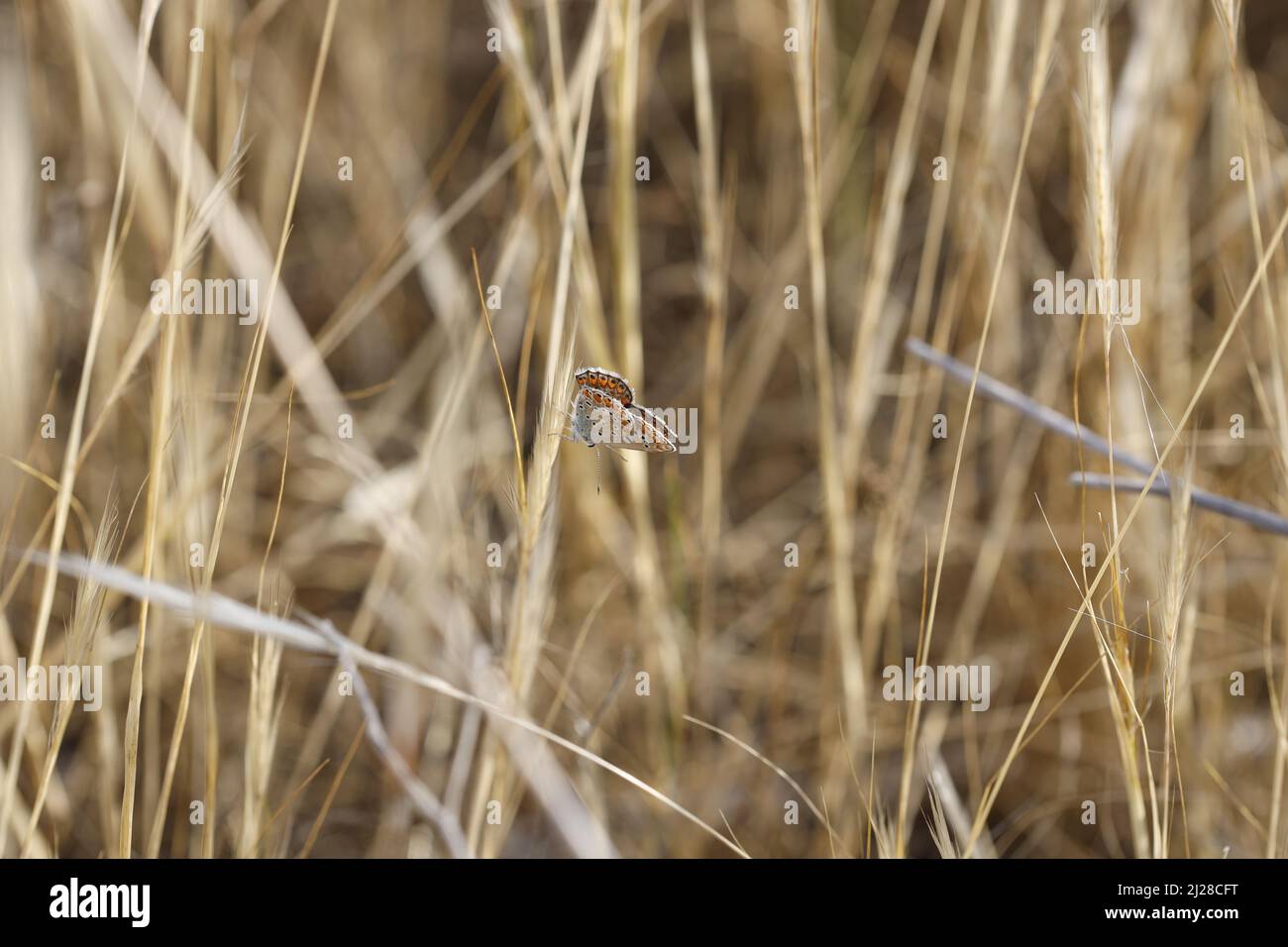 Hay moth hi-res stock photography and images - Alamy