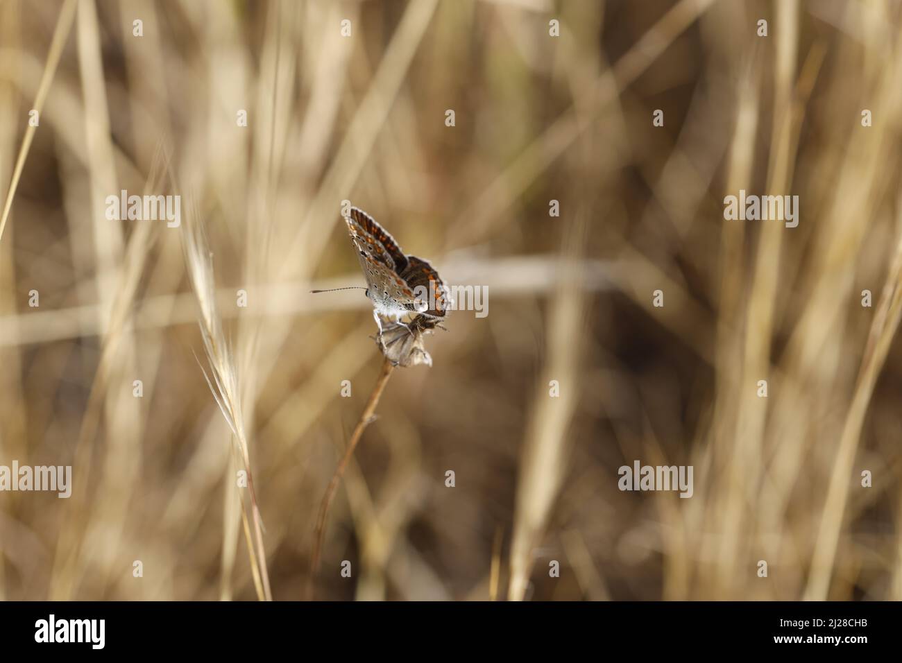 Orange brown moth hi-res stock photography and images - Alamy