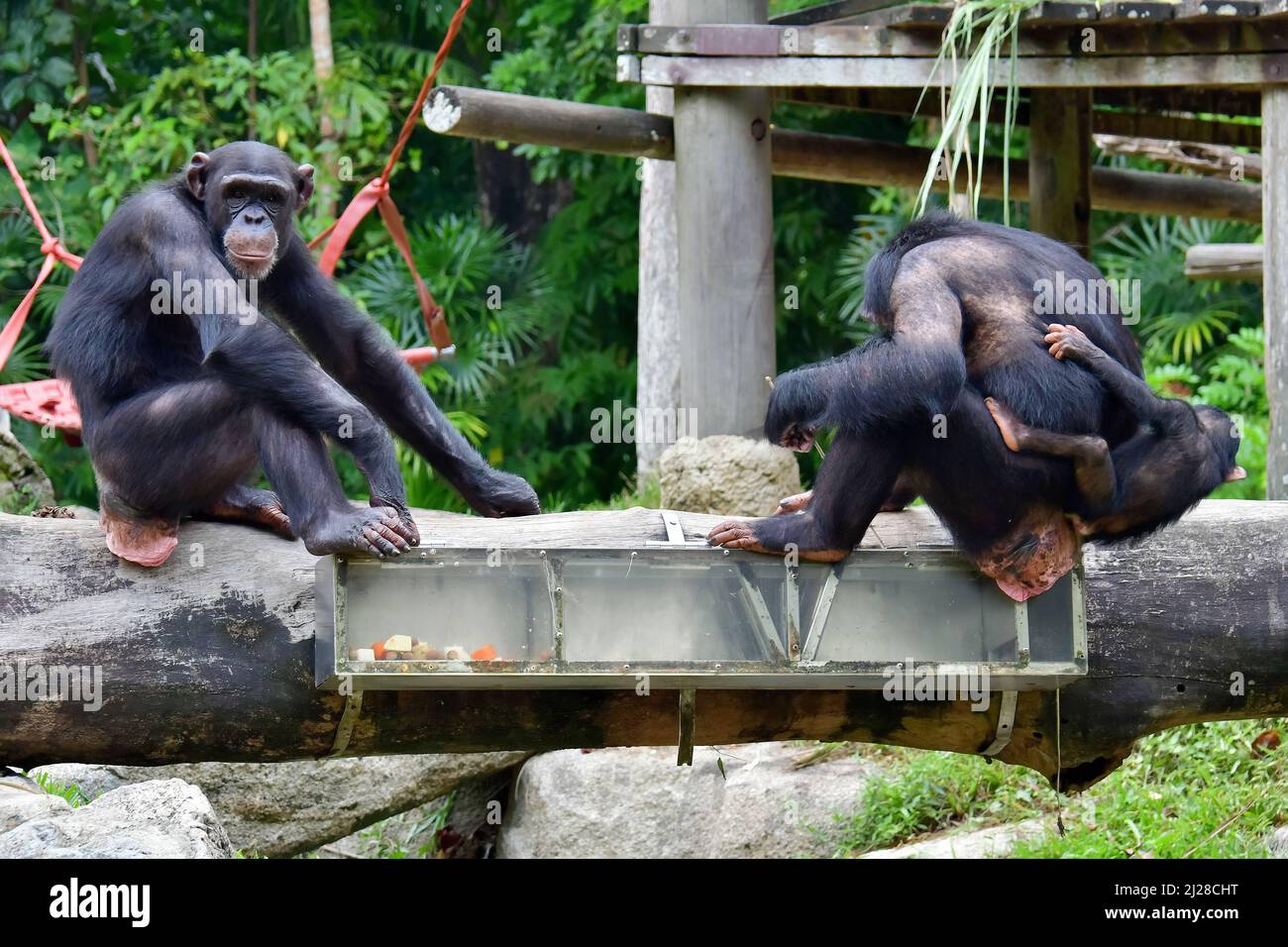 chimpanzee, Schimpanse, Pan troglodytes, csimpánz, Singapore Zoological ...