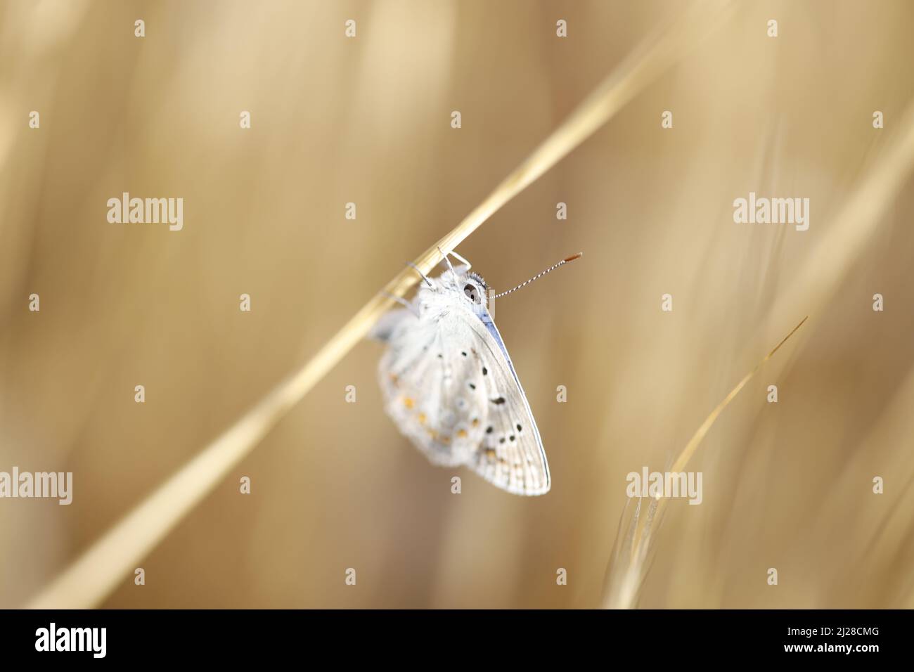 Hay moth hi-res stock photography and images - Alamy
