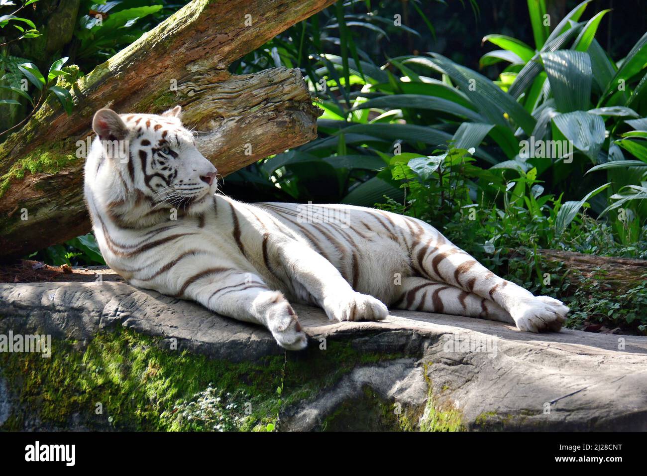 white tiger or bleached tiger, Bengal tiger, Königstiger, Panthera ...