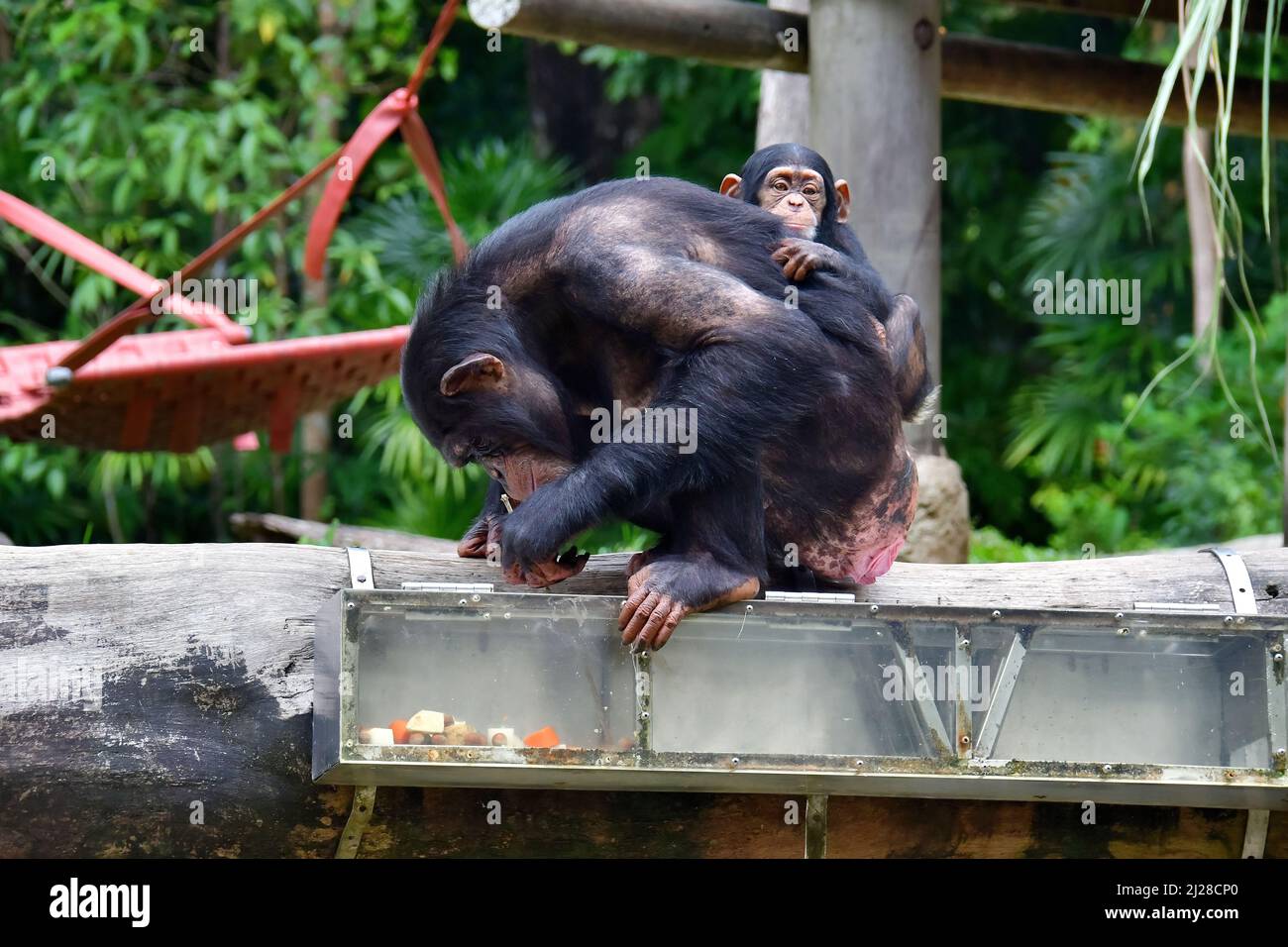chimpanzee, Schimpanse, Pan troglodytes, csimpánz, Singapore Zoological ...