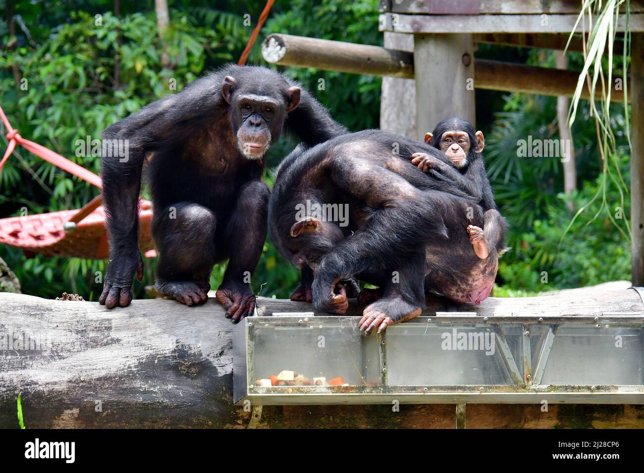 chimpanzee, Schimpanse, Pan troglodytes, csimpánz, Singapore Zoological ...