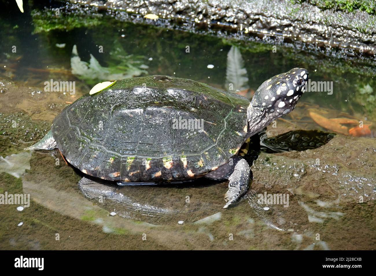 black pond turtle, spotted pond turtle, Geoclemys hamiltonii, Singapore ...
