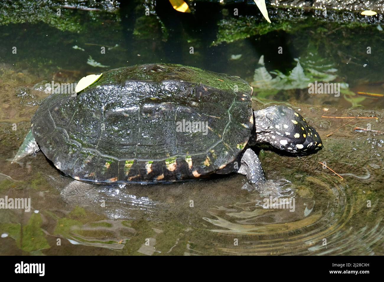 black pond turtle, spotted pond turtle, Geoclemys hamiltonii, Singapore ...