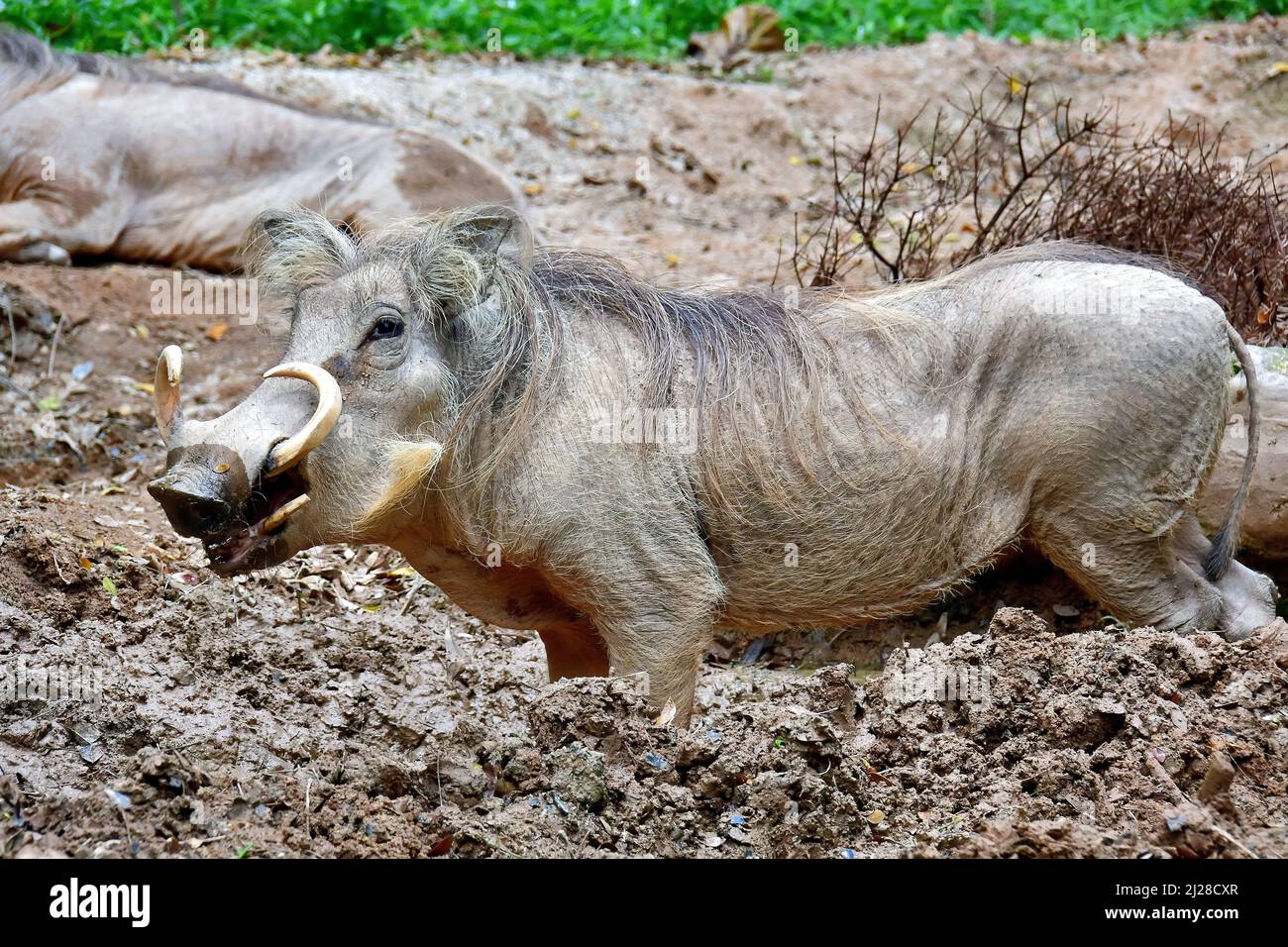 Desert warthog, Wüstenwarzenschwein, Phacochoerus aethiopicus, sivatagi ...