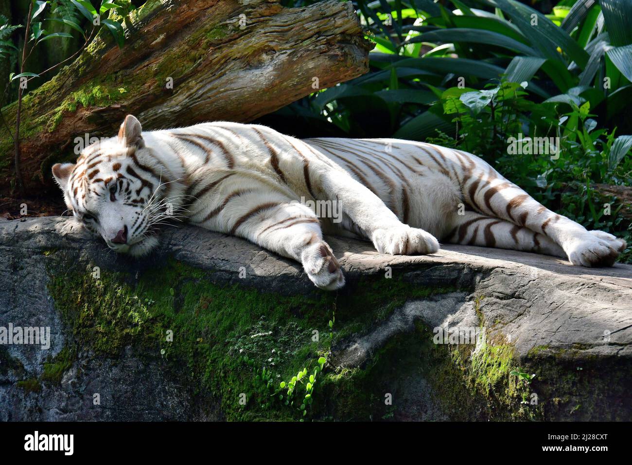 Asian tiger singapore hi-res stock photography and images - Alamy