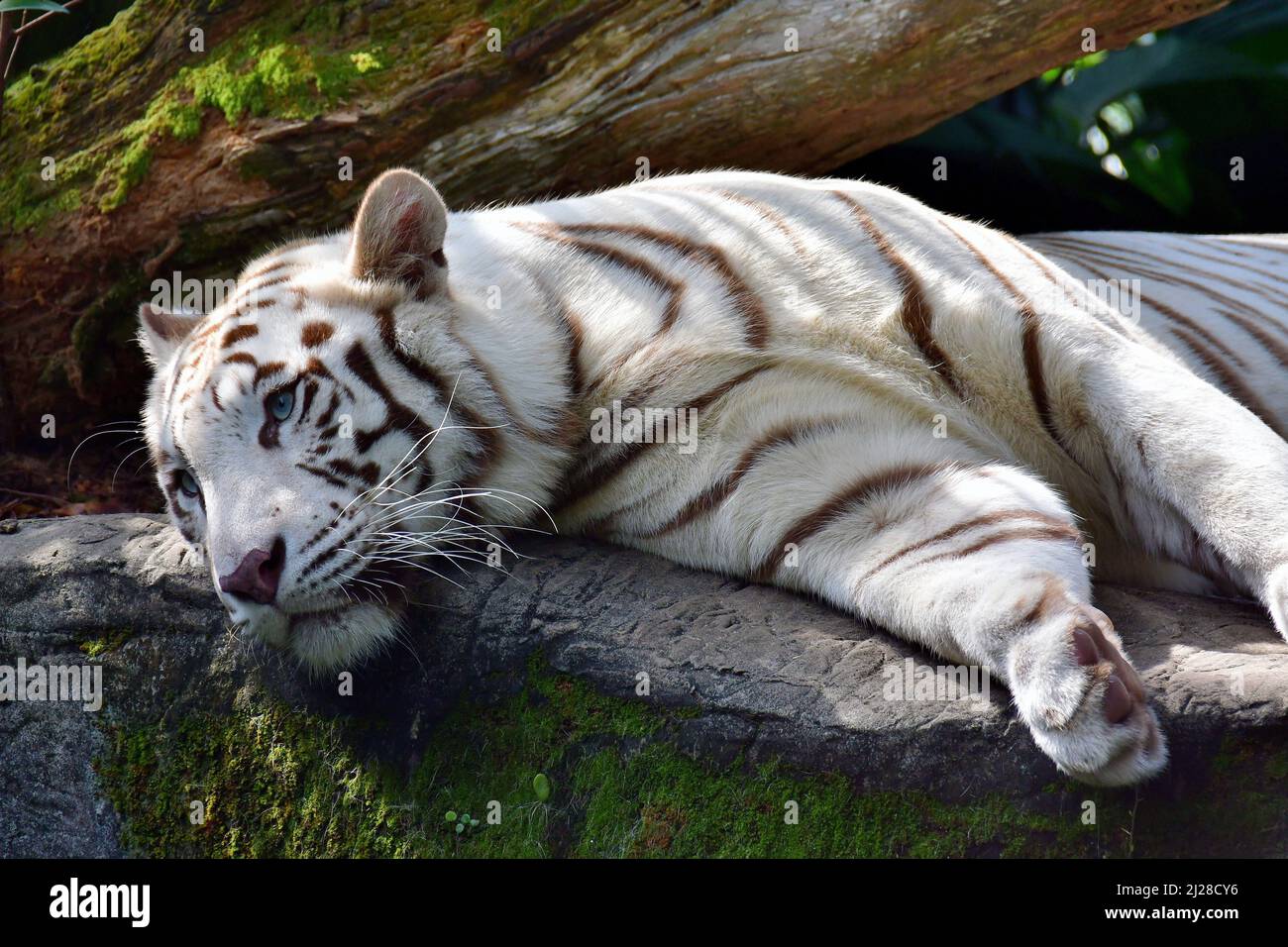 white tiger or bleached tiger, Bengal tiger, Königstiger, Panthera ...
