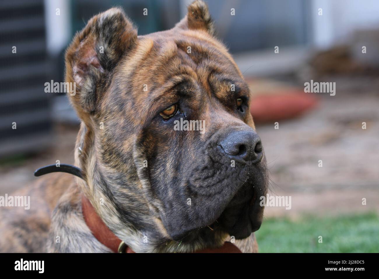 Cane corso head hi-res stock photography and images - Alamy