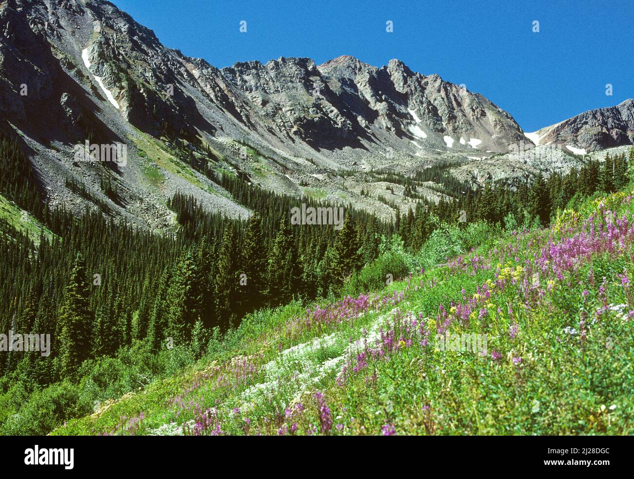 Wildflower meadows beneath alpine peaks in Eagles Nest Wilderness ...