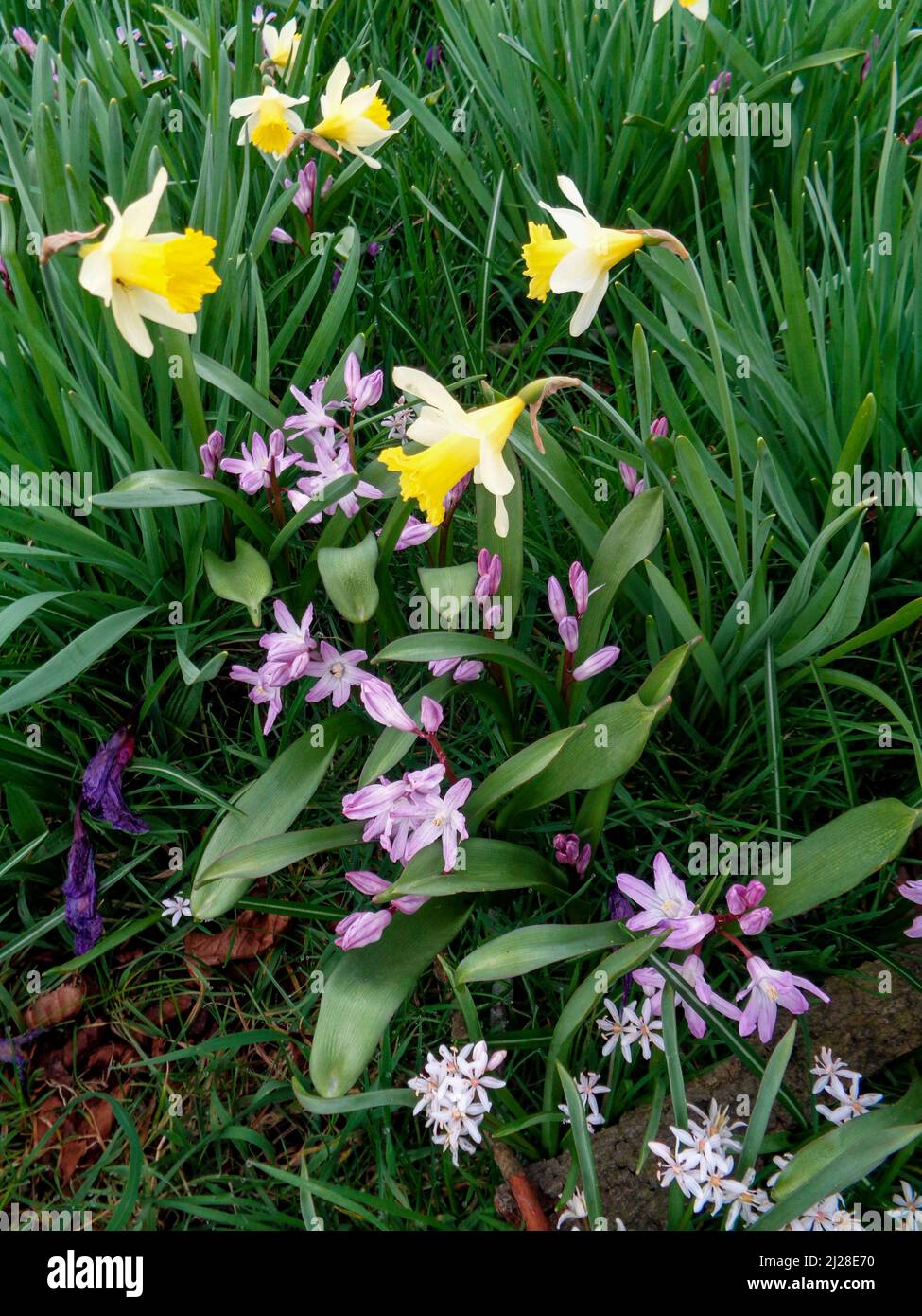 Daffodils in myth hi-res stock photography and images - Alamy