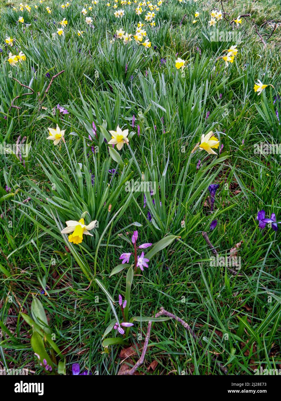 Lovely wild spring Daffodils in open meadow Stock Photo - Alamy