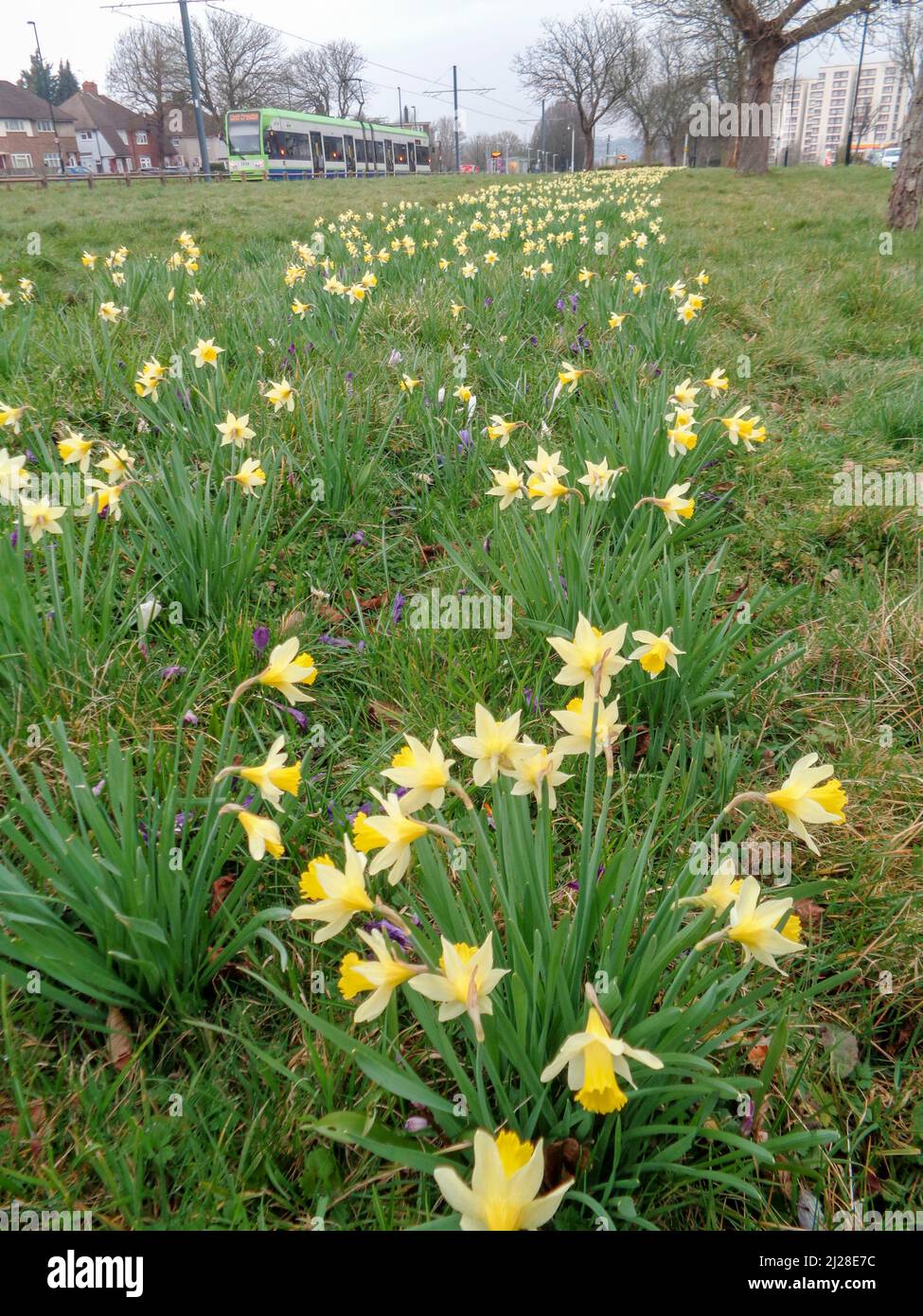 Lovely wild spring Daffodils in open meadow Stock Photo - Alamy