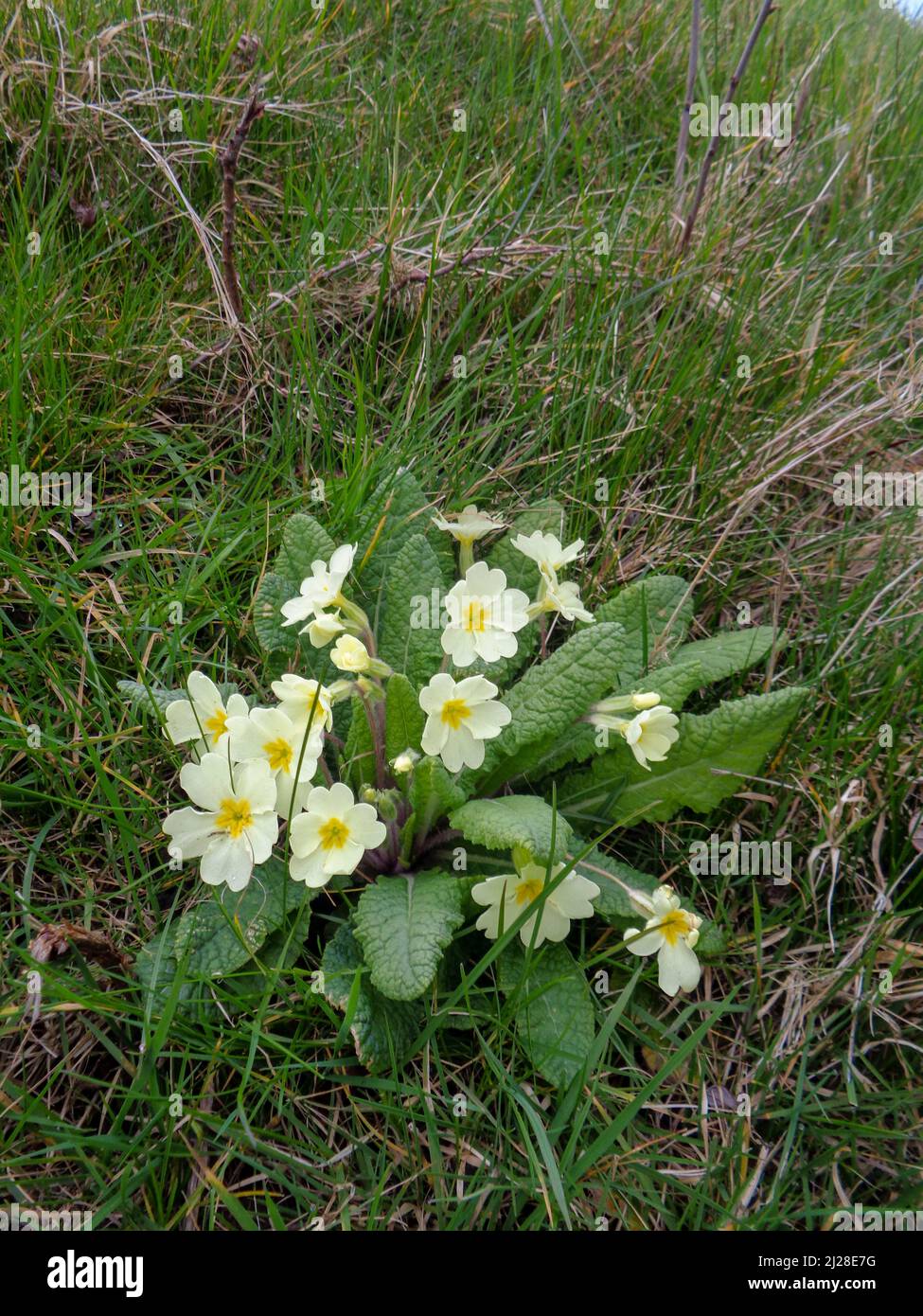 Delightful patch of wild yellow Primrose (Primula Vulgaris) growing on ...