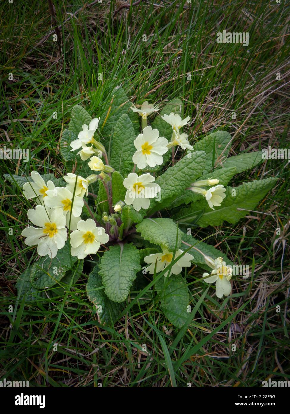 Delightful patch of wild yellow Primrose (Primula Vulgaris) growing on ...