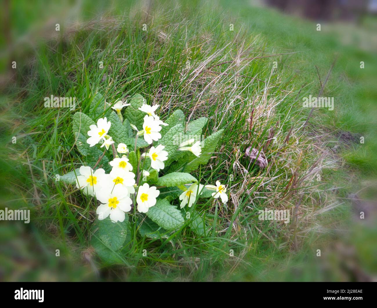 Delightful patch of wild yellow Primrose (Primula Vulgaris) growing on ...